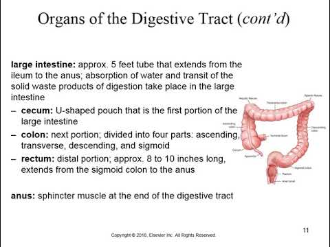 Chapter 11 Digestive System 10th ed