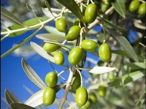 Misrepresenting Rambam: An Olive is Not a Third of an Egg