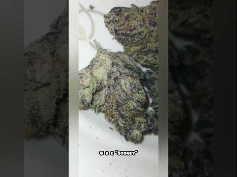 Purple Reign Thca Flower frolic THCA SMALL BUDS review