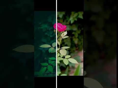 Before and after#shorts #edit #editing #lightroom #snapseed #nature #photography #photoshop
