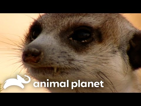 Are Flower and Her Gang Forced to Fight For Their Lives?! | Meerkat Manor | Animal Planet
