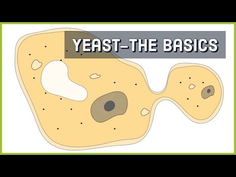 Yeast-Basic Details-Leaving Cert Biology (Fungi)