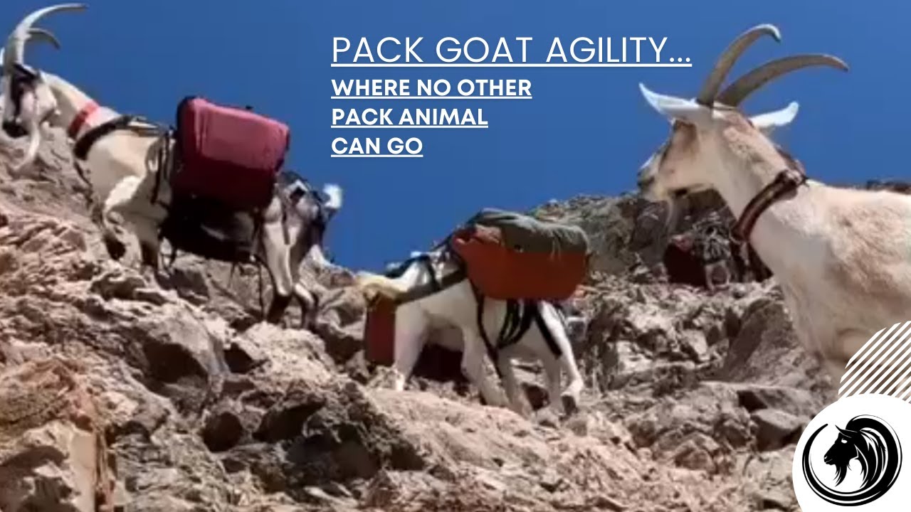How Play Structures Build Goat Agility