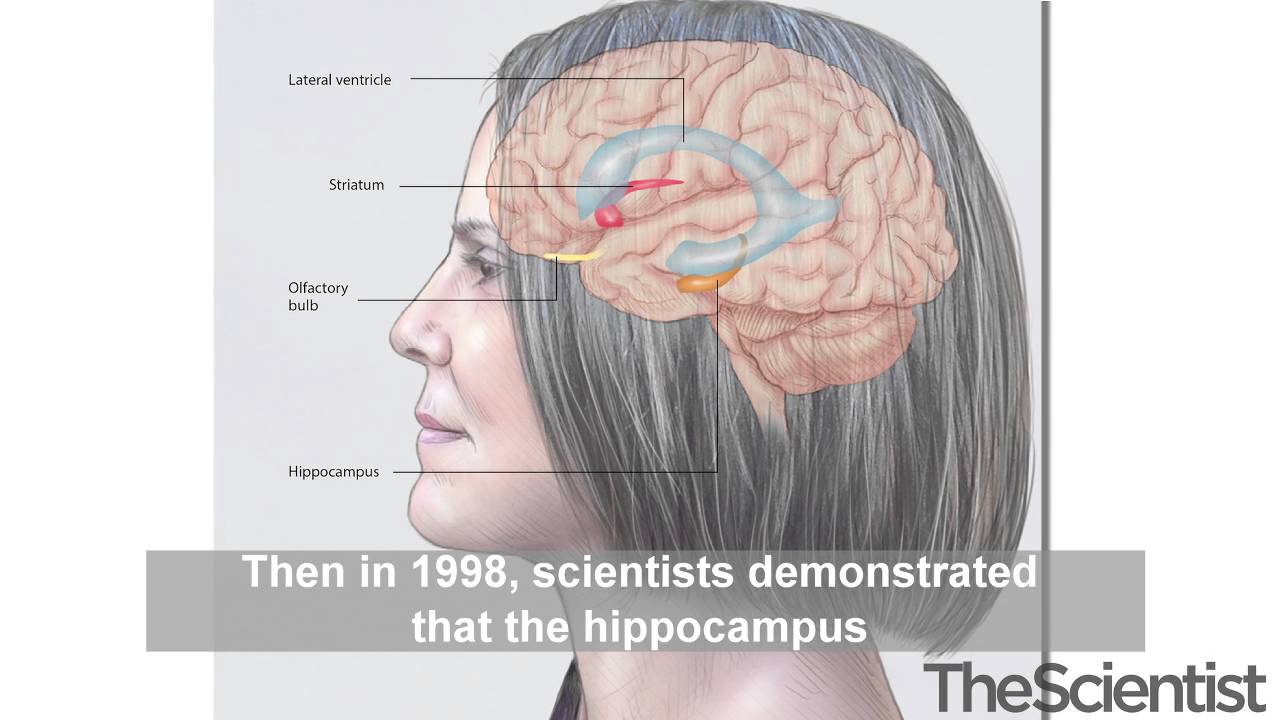 Brain Gain