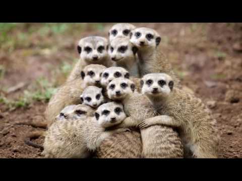 10 Weird Facts About Meerkats/ Vid. 1