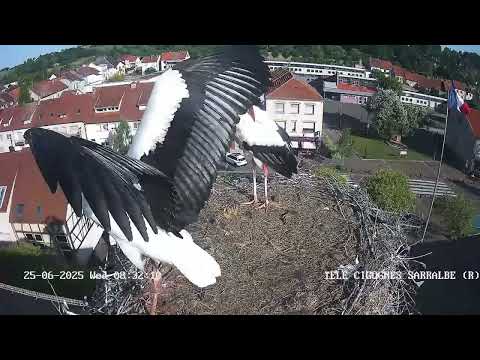 Ville de Sarralbe Télé Cigognes Webcam Live Sarralbe, Moselle Google Chrome 2025 06 25 08 28 2