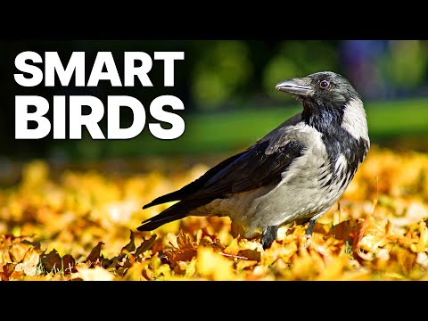 The Skills Of Smart Birds | DOCUMENTARY