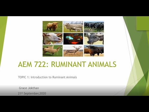 Introduction to Ruminant Animals