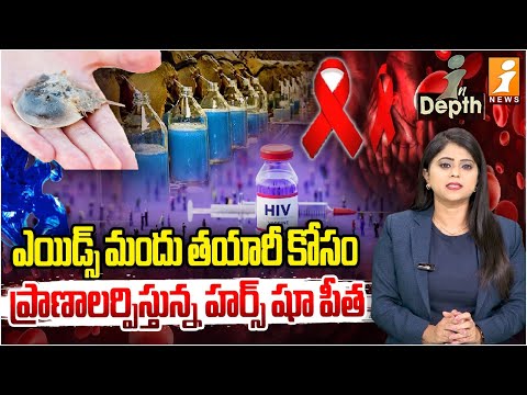 ఎయిడ్స్ మందు తయారీ కోసం ప్రాణాలర్పిస్తున్న హర్స్ షూ పీత | Horseshoe Crab Blood | INDEPTH