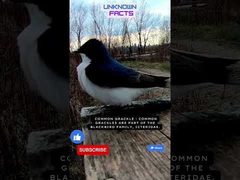 Common Grackles: Charming Members of Blackbird #shorts #animal #beautiful #the #life #english #like