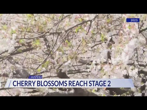 DC cherry blossoms enter Stage 2, florets visible