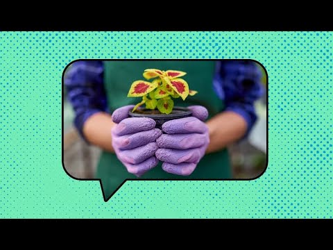 Why Do We Like to 'Nip It in the Bud'?