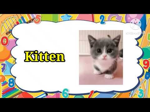 Words That Start With The Letter K | K Words With Animation | #english #words