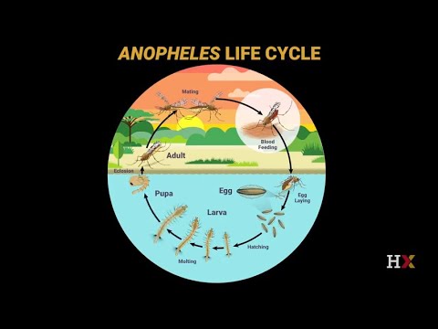 Vector biology and malaria transmission