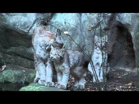 Caturday felid trifecta: Lynx kittens, Amur leopard cubs, and a cowboy ...