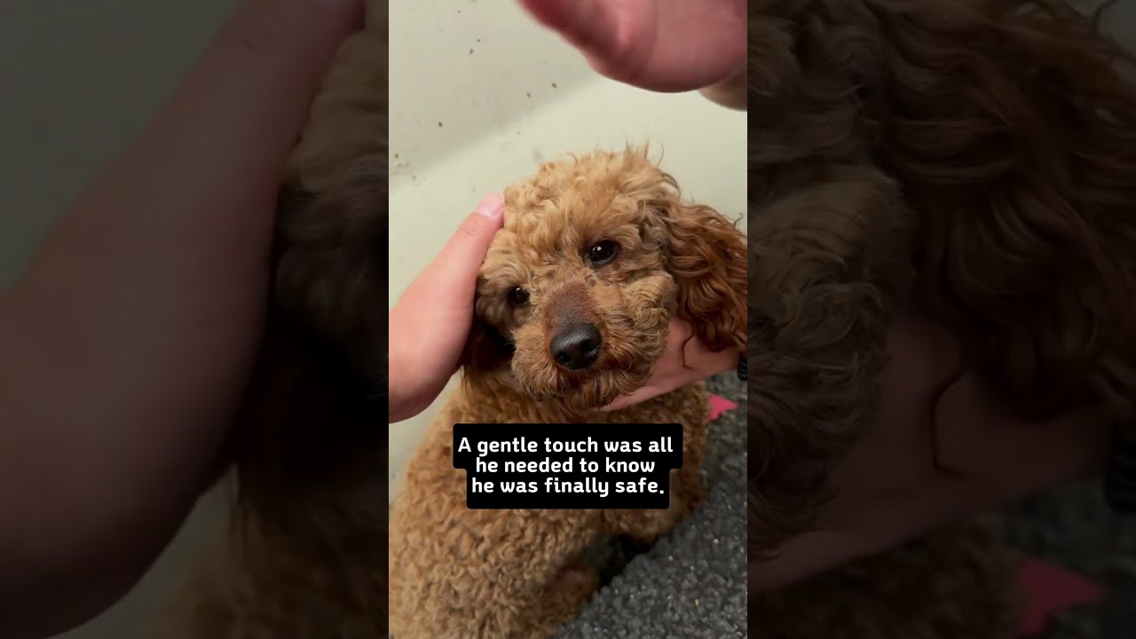 I Stopped On A Busy Highway To Save This Tiny Dog! 🐾💔