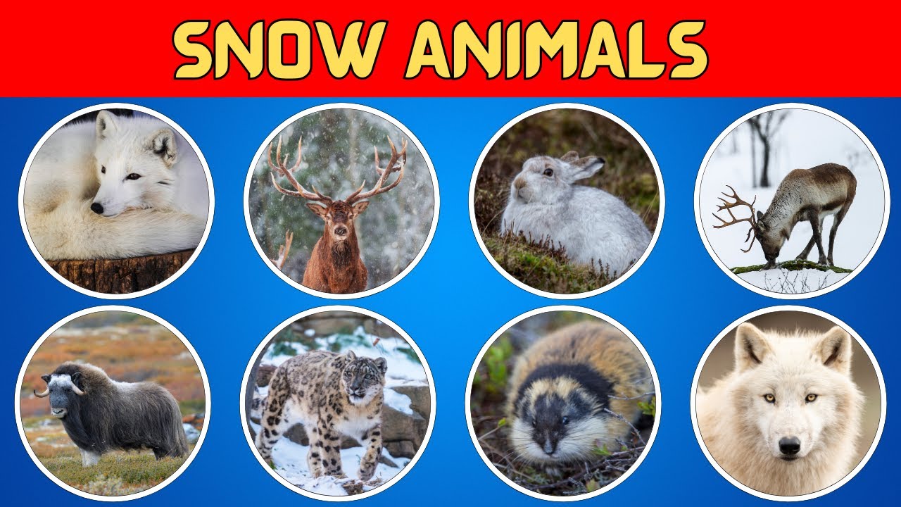 Guess the Arctic Animal | animal quiz game | guess the animals
