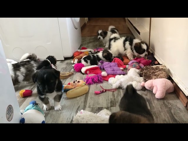 Shih-Mo Puppies for Sale | Dogs & Puppies for Rehoming | Kapuskasing ...