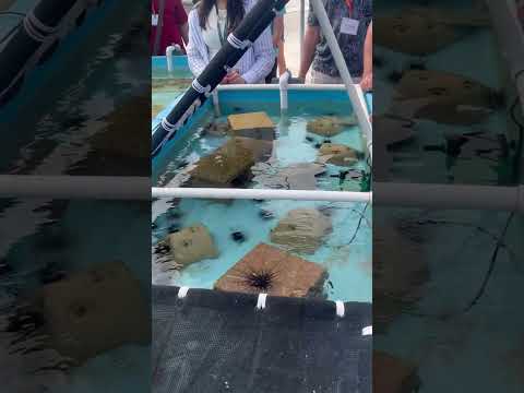 Sea Urchin Hatchery!! How sea urchins are grown in a laboratory. #seaurchins #science #animals