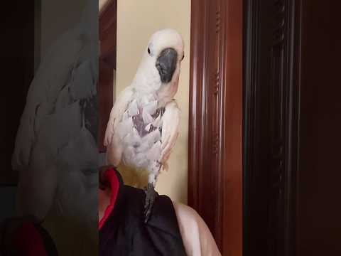 Here’s the parrot update I promised!! 🥹 #cockatoo #parrot #animals #update #adoptdontshop