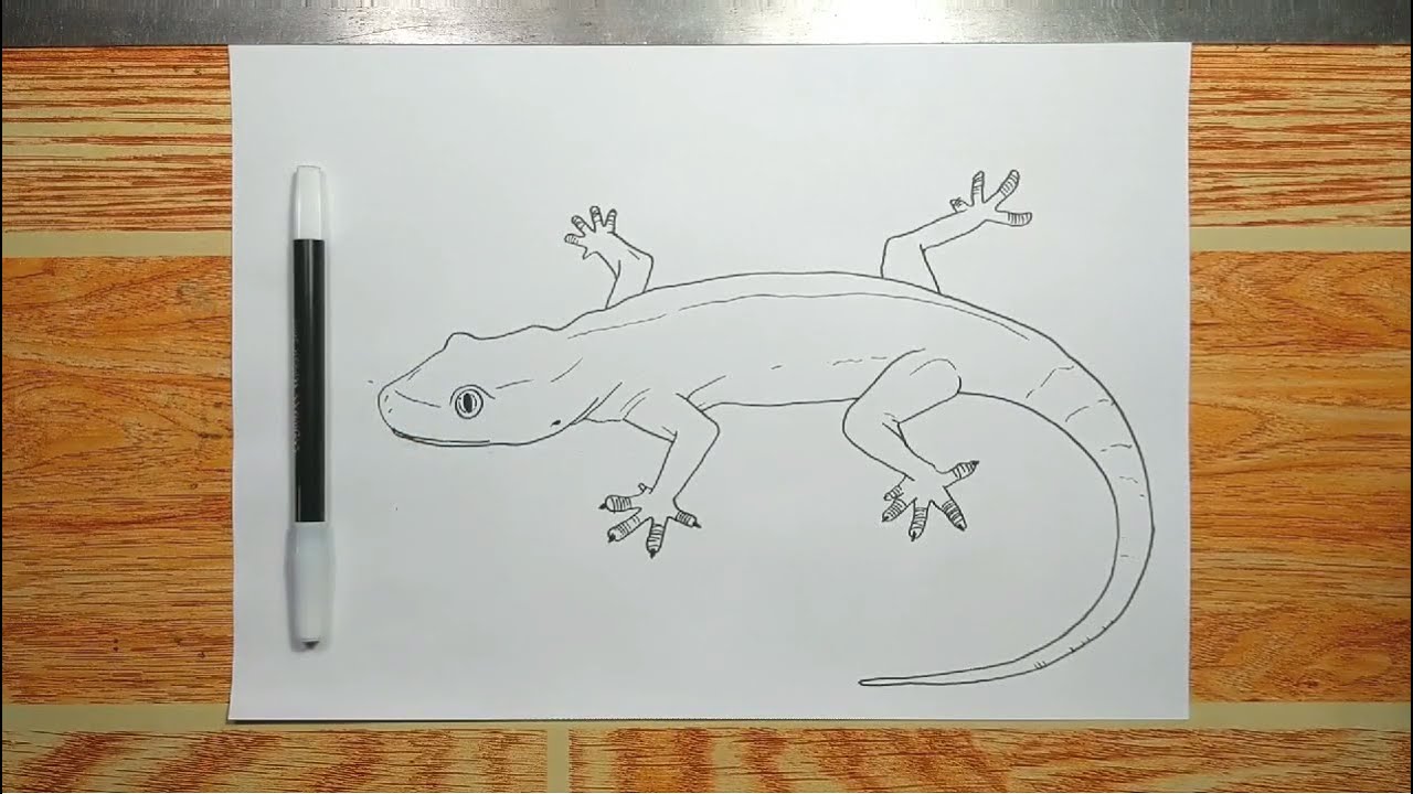 How to draw HOUSE LIZARD step by step