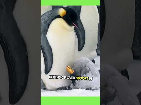 10 Fascinating Facts About Emperor Penguins #wildlife #facts #environmental #nature #animals