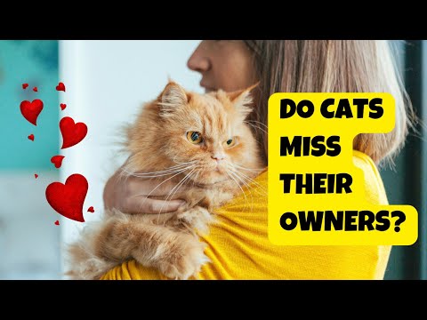 Do Cats Miss Their Owners? - Cats Knowhow