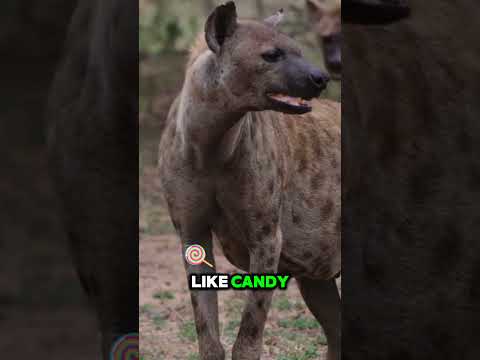 Hyenas: Laughing Killers?! #wildfacts #hyena #wildlife #facts #curiosity #natureisweird #didyouknow