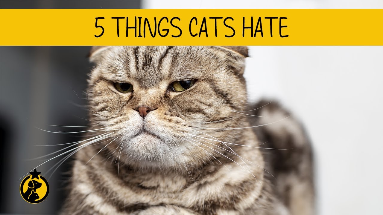 5 Things Cats Hate (Avoid #4 at all Costs!)