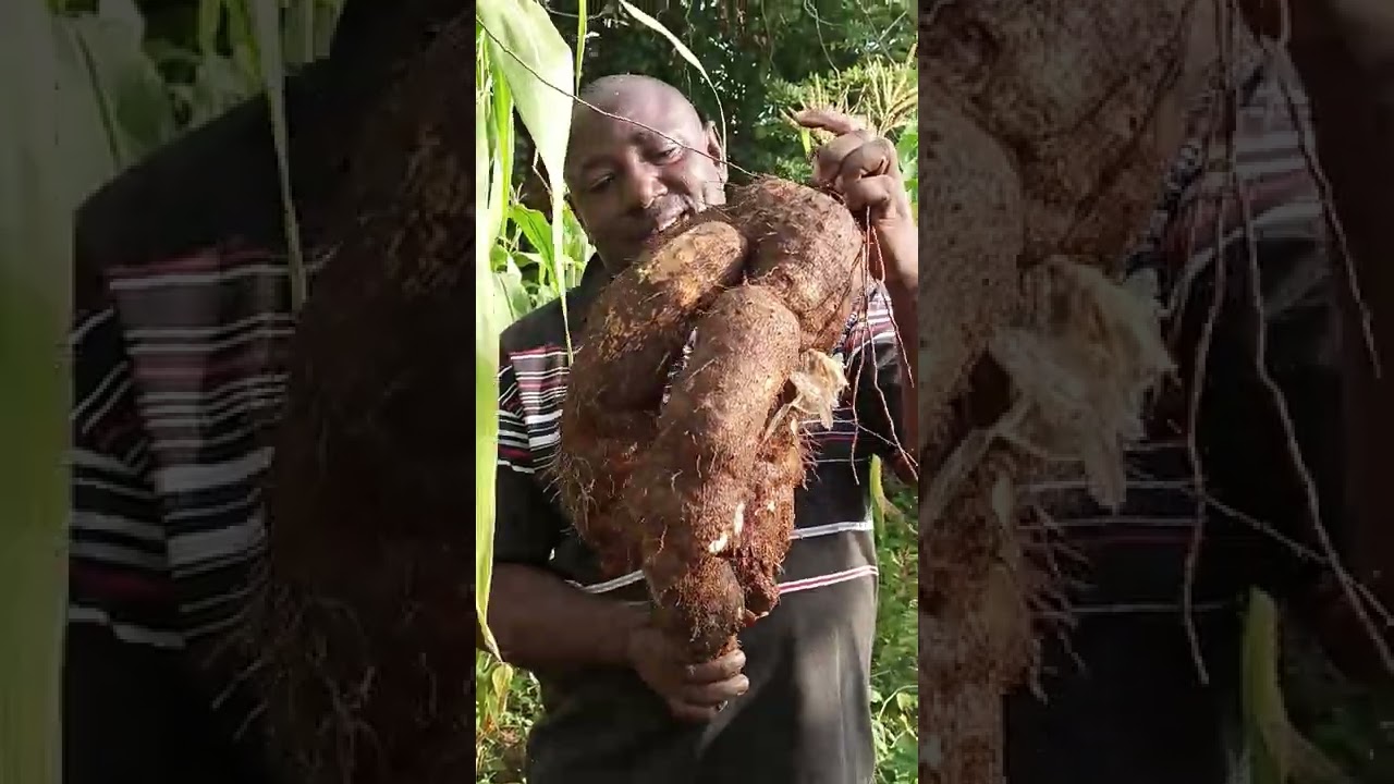 Four in One White Yam. A high yield specie ( Dioscorea rotundata)