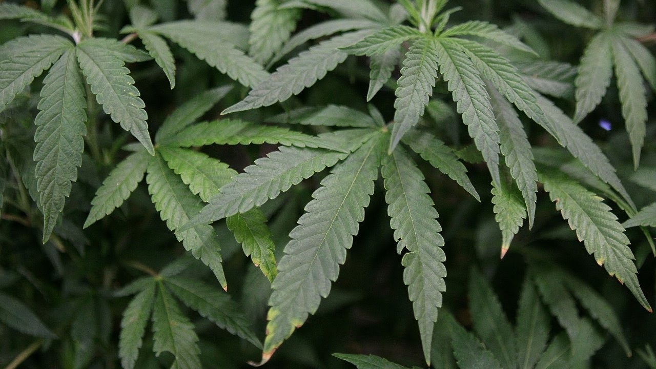 Mexico moves to legalize marijuana