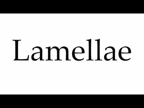 How to Pronounce Lamellae