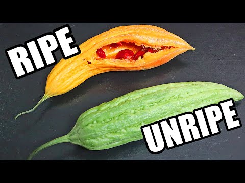 Ripe Bitter Melon - Weird Fruit Explorer