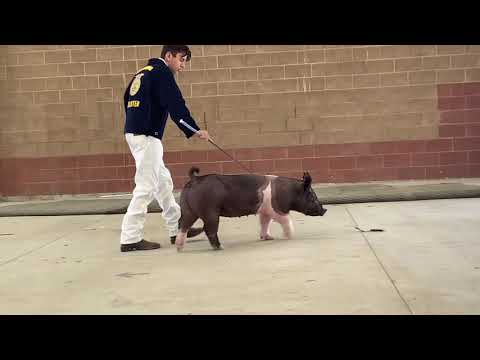 Anthony Pieracci Hollister FFA - StockShowAuctions.com