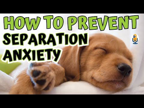 Puppy Home Alone: Are You Creating Chaos or Calm? #98