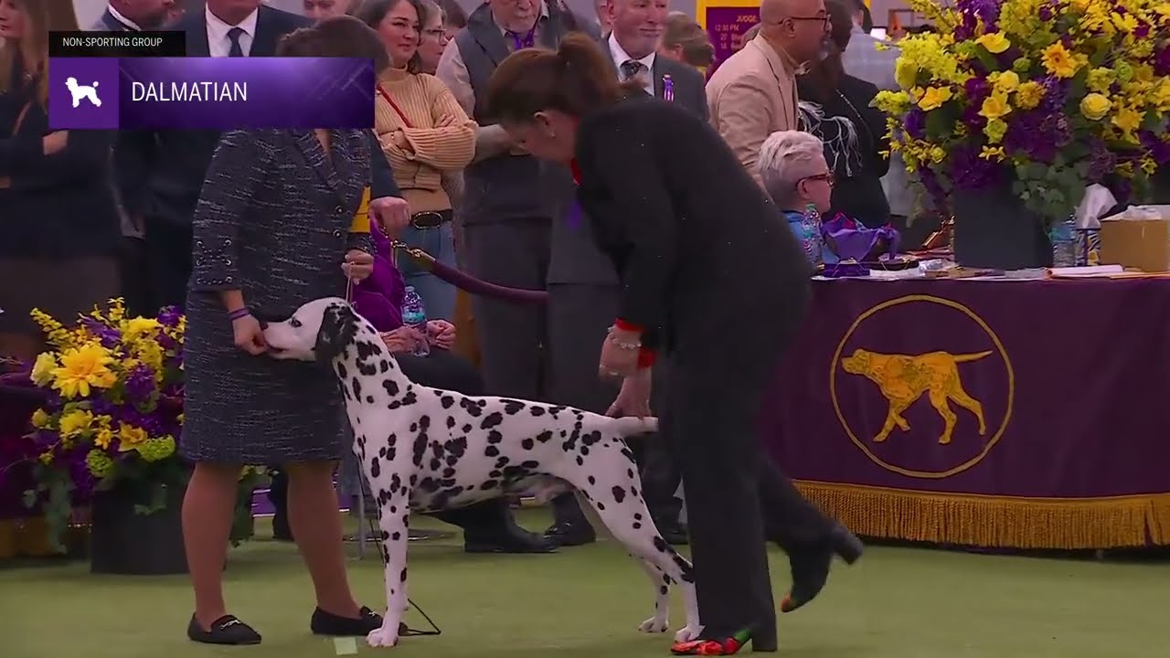 Dalmatians | Breed Judging 2026