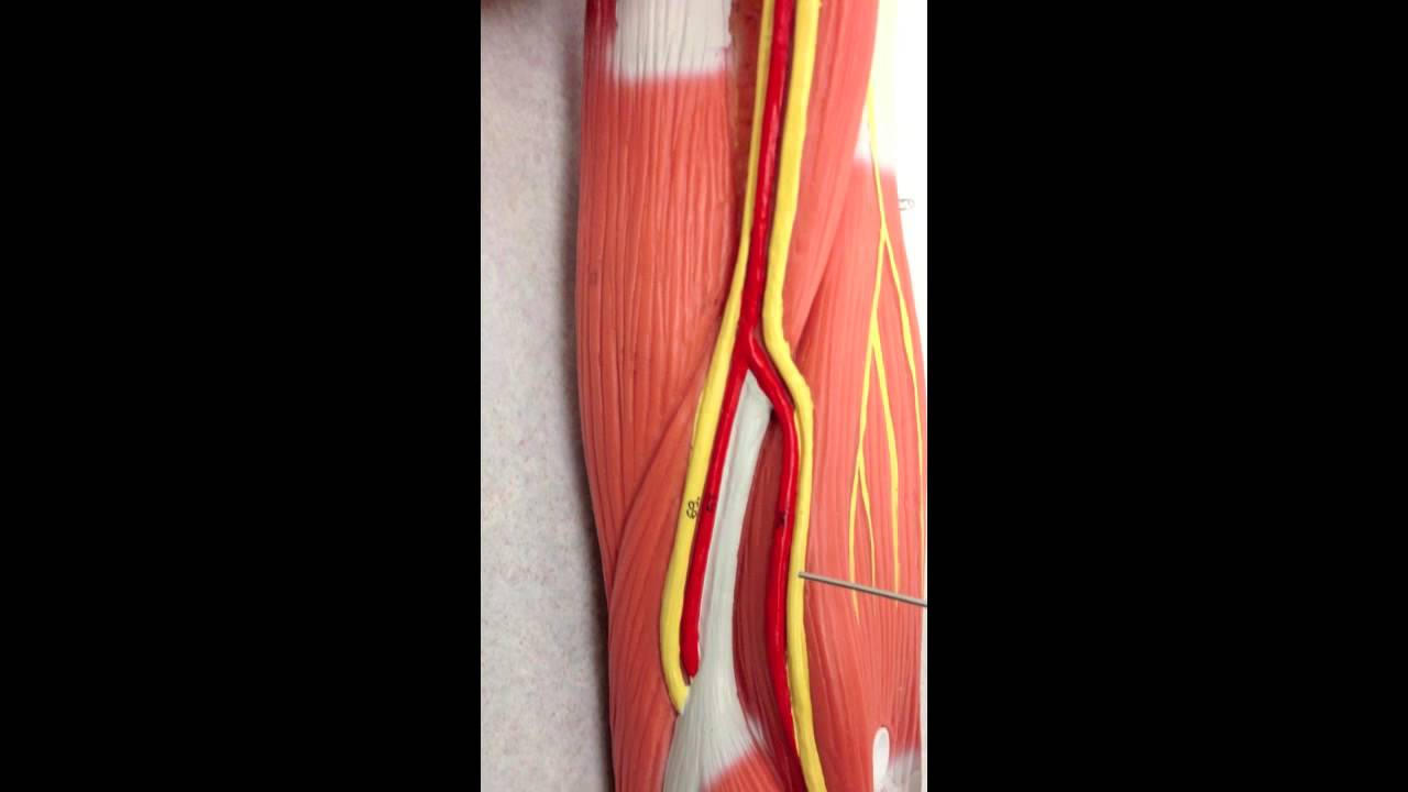Brachial Plexus Anatomy on Model