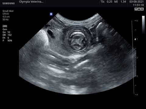 Feline small intestinal intussusception ultrasound