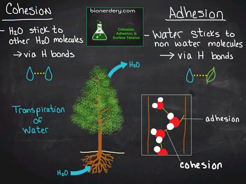 Cohesion, Adhesion, & Surface Tension