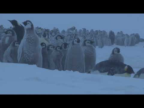 Emperor penguin (Aptenodytes forsteri) chicks huddled together in blizzard, Antarctica