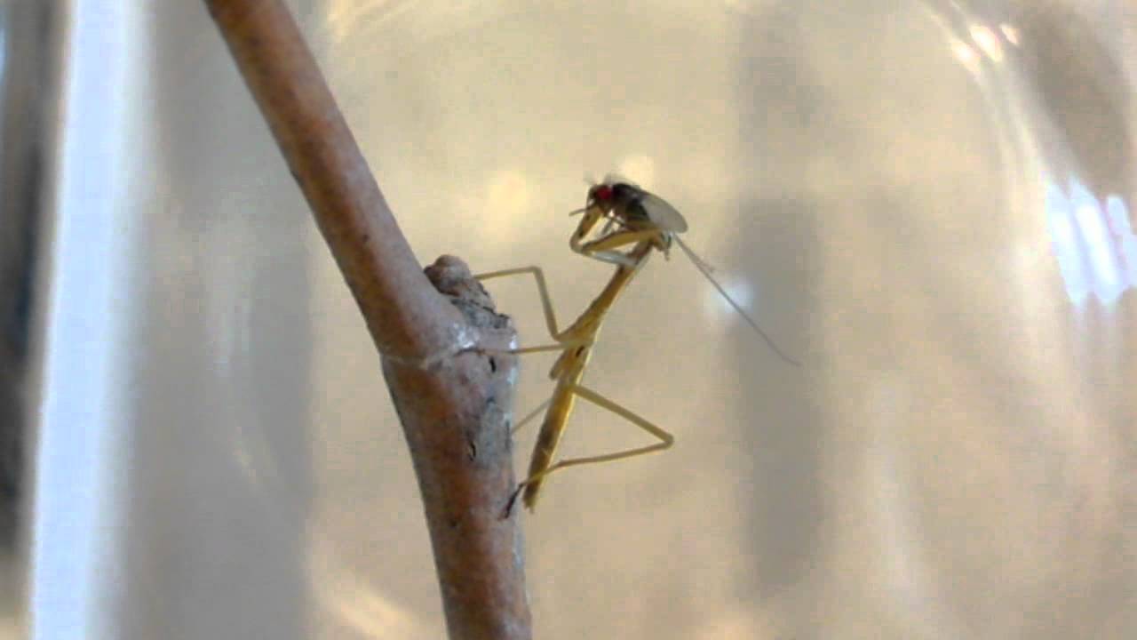 Chinese Praying Mantis Eats Fruit Fly