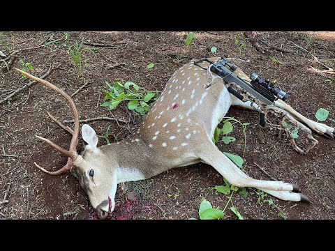 Axis Buck slow motion Crossbow