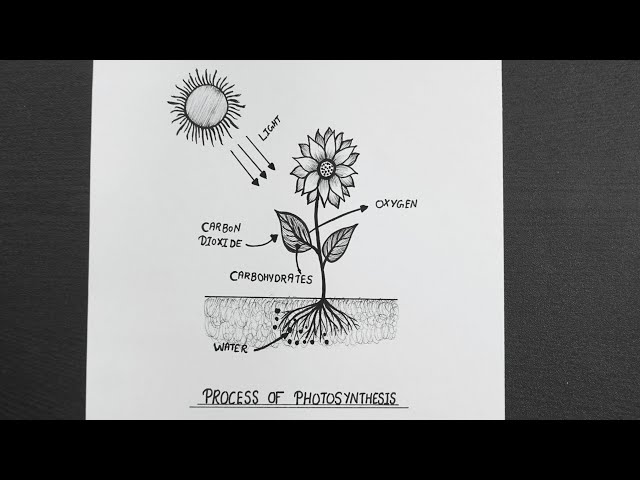 Photosynthesis Diagram For Kids Worksheet