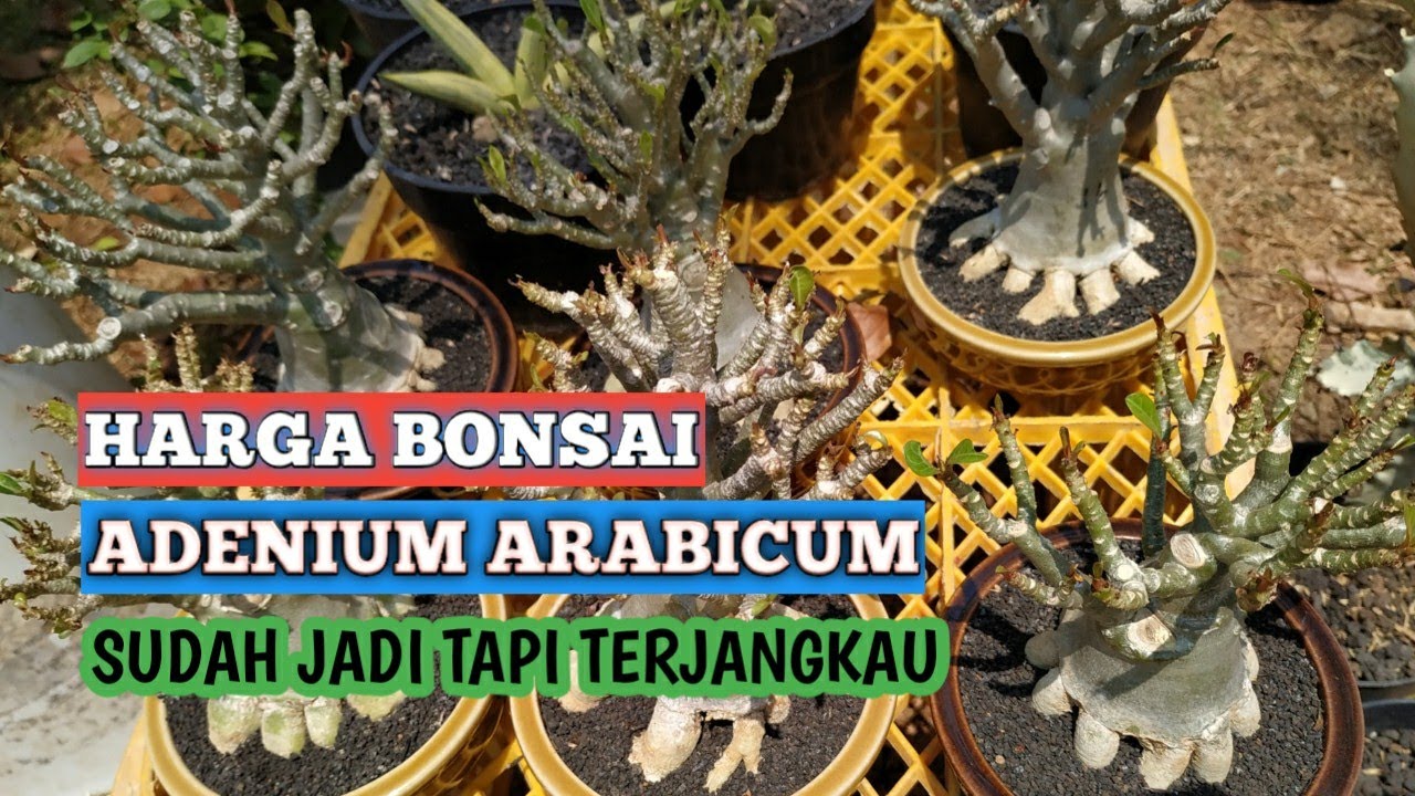 Harga Bonsai Adenium Arabicum Di Pameran Bonsai