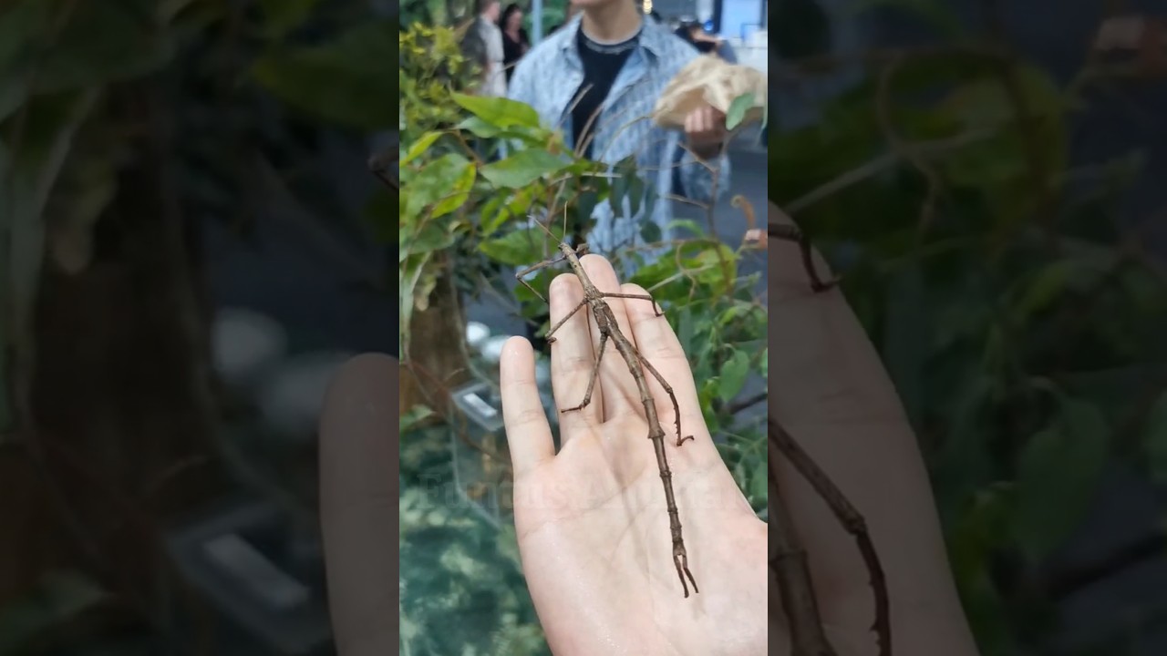 stick insects have a cool superpower?