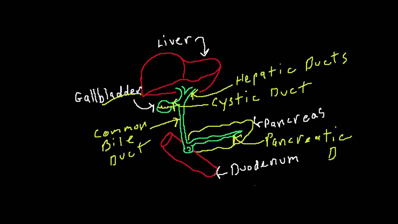 The Biliary Tree / Bile Ducts