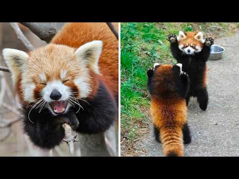 Red Panda 🐼 The Cutest Self-Defense Tactic!