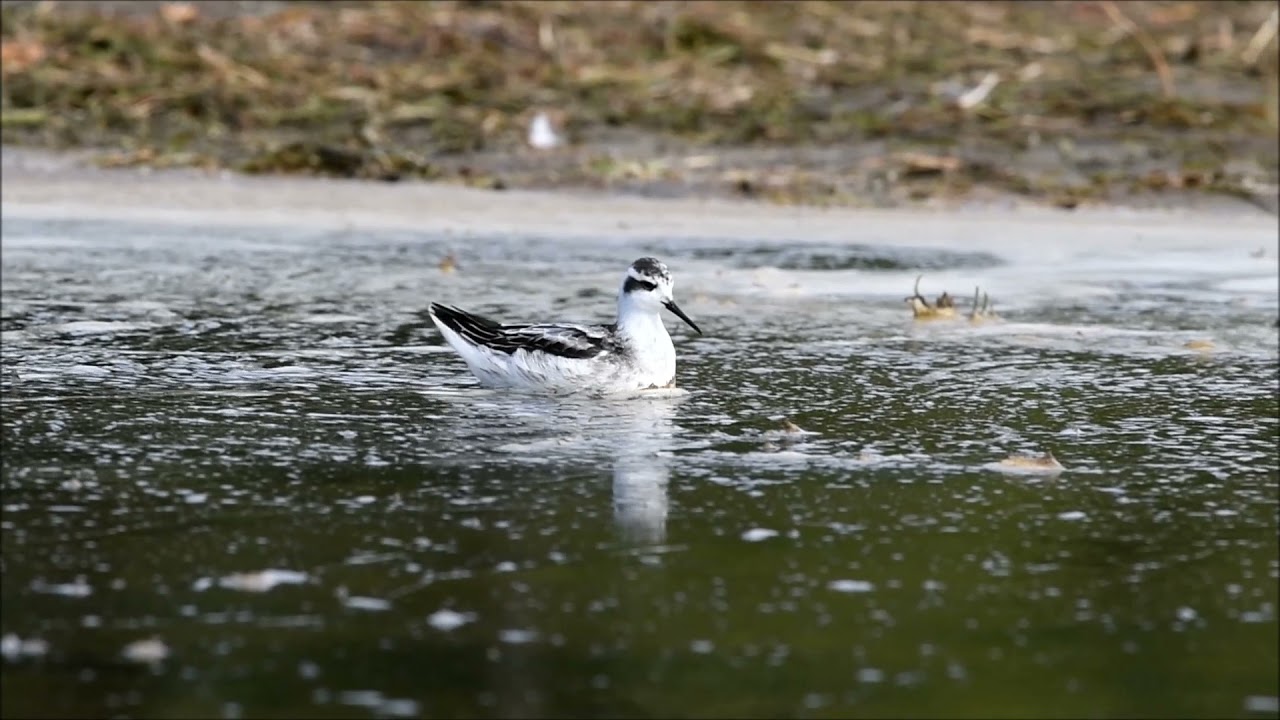 Phalarope à bec étroit