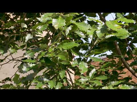 Quercus muehlenbergii - Chinkapin Oak