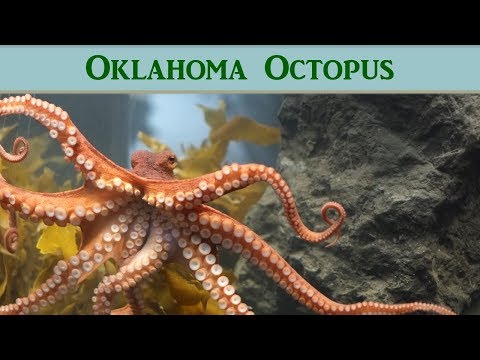 Oklahoma Octopus